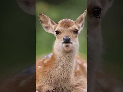 کے سب سے کیوٹ ہرنوں کی جھلک | Cutest Baby Deer in Japan 🦌❤️ (Must Watch!)"یا"جاپان کے ہرنوں