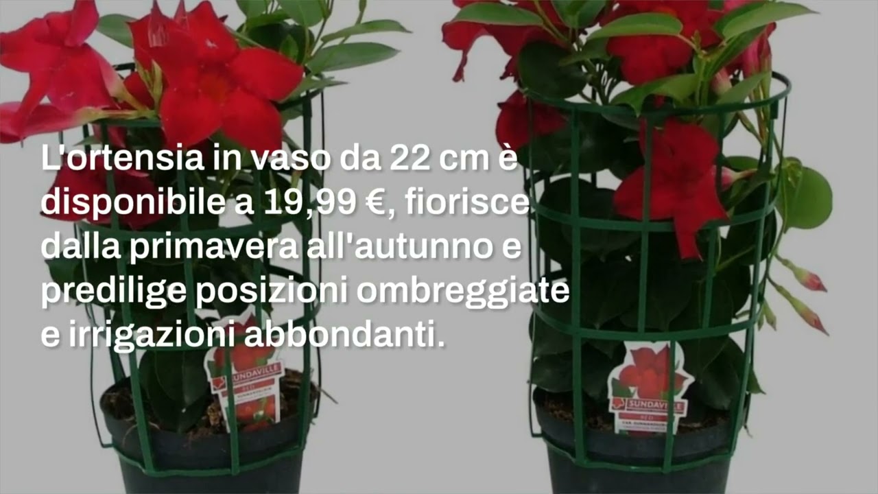 3 plants on offer from OBI: a flower-filled balcony for just a few euros