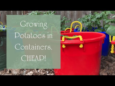 Growing Potatoes in Containers - Inexpensive
