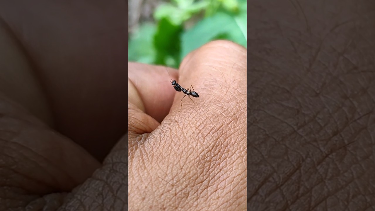 rare😱 ant mantis #anyuniqueanimals #animals #insects #mantis