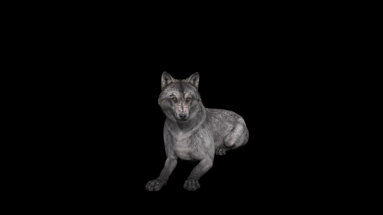 Grey Wolf maya rig video demo