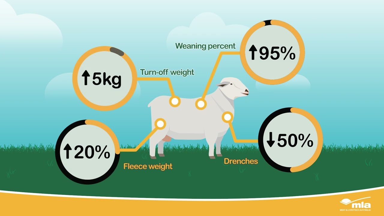 Module 1 Episode 2 - How do I set a breeding objective for my sheep flock?