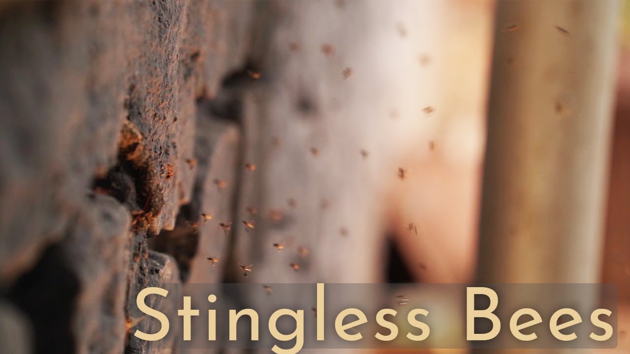 Stingless Bees | The Mysterious Life Cycle of Stingless Bees