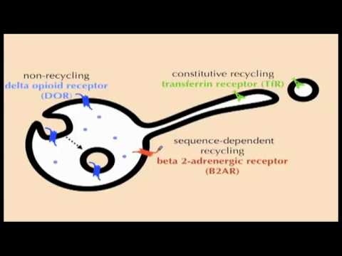 Fast Track to the Cell Surface