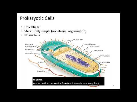 Prokaryotes & Bacterial Morphology & Arrangement