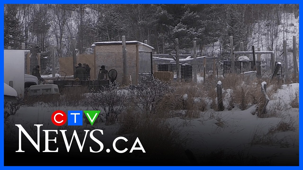 Province seizes 15 hybrid wolf-dogs from northern Ont. property
