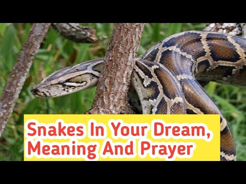 The Meaning Of Snakes In Dreams And Prayer For Protection #dream #dreammeaning #snake