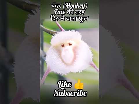 Monkey Orchid flower। बंदर के Face वाला फूल #viral #plants #facts #naturefacts#goviral #unknownfacts