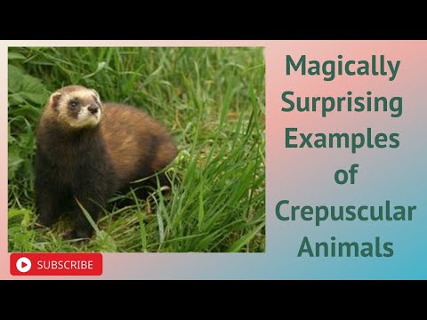 Magically Surprising Examples of Crepuscular Animals