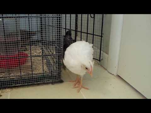 Joey the Trader Joe's Chick (from a "Fertile" egg)