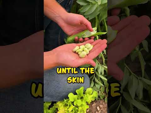 Bean There, Done That: Unleash the Power of Broad Beans!