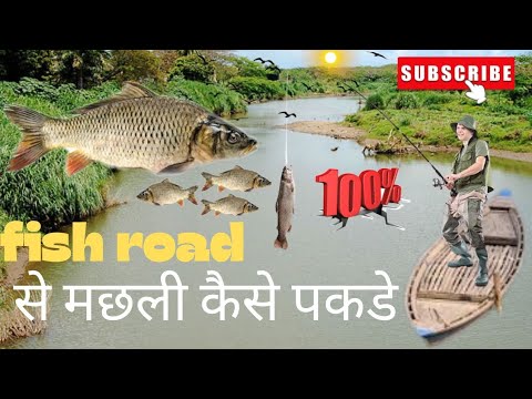 Blog video 2025|blog long video|fish blog video|blog video