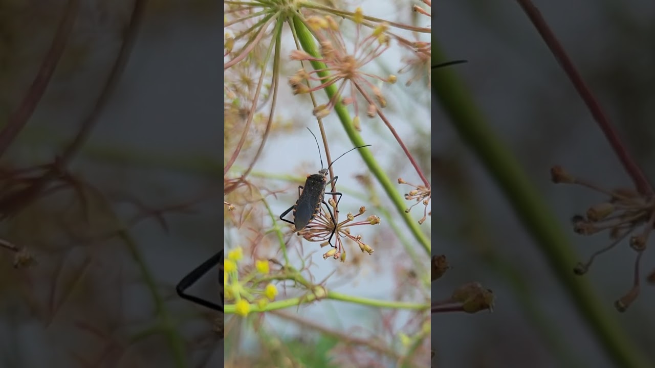 Bug Identification: Can You Name This Insect? #bug #insects #garden #help