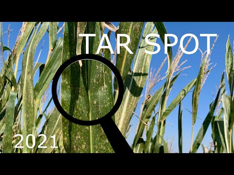 Timing of fungicide applications for control of tar spot.