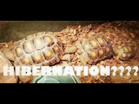 How long do desert tortoises hibernate? My tortoises have different hibernation schedules