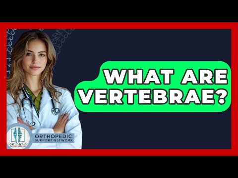 What Are Vertebrae? - Orthopedic Support Network