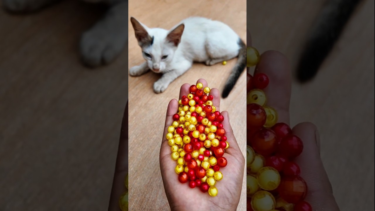 😺 Funny Cat Magic in Reverse 🐾#shorts #asmrshorts #satisfyingvideo #cat #trendingshorts