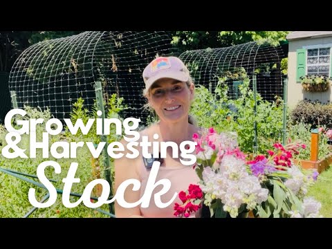 Growing & harvesting stock as a cut flower