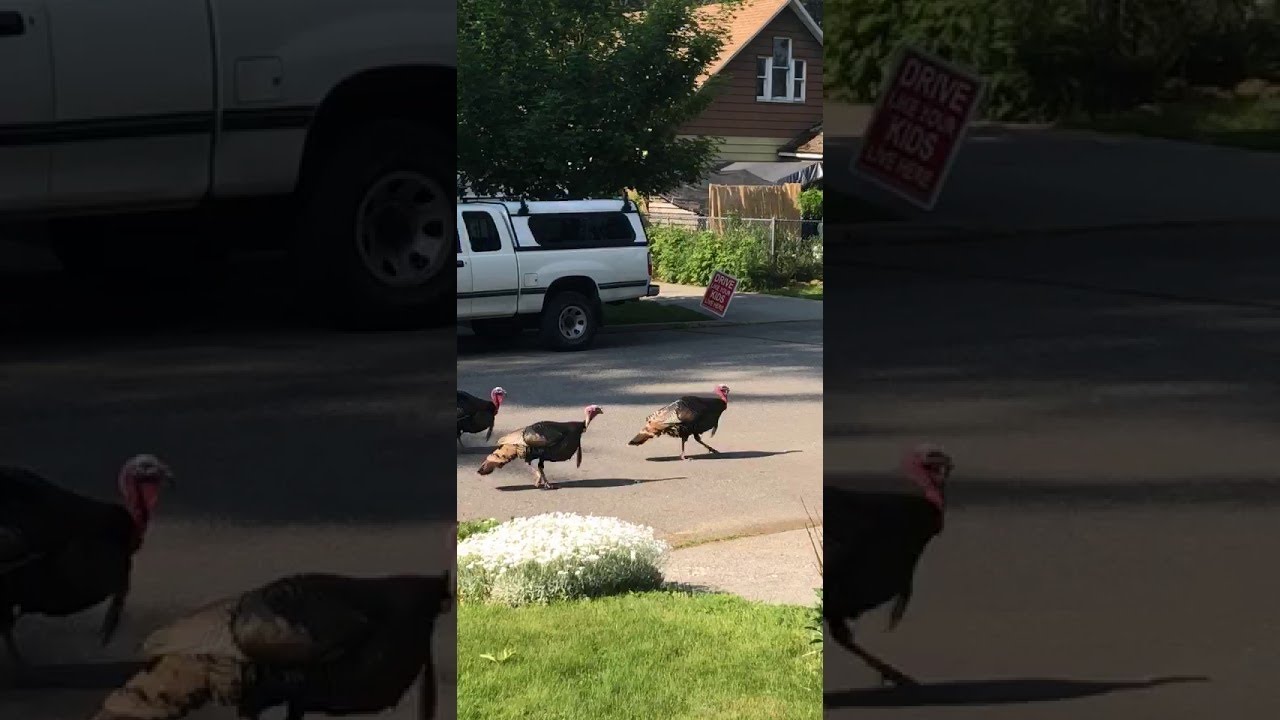Turkeys Walk in Sync || ViralHog
