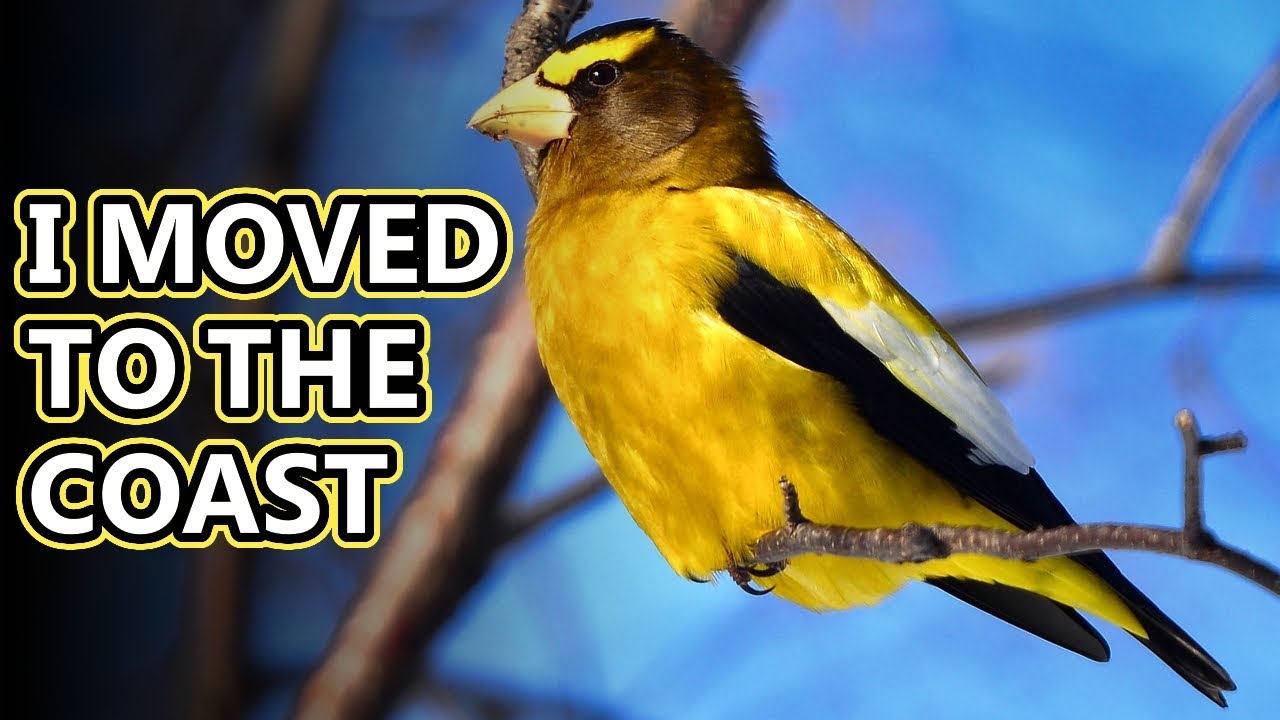 Evening Grosbeak facts: not actually gross! | Animal Fact Files