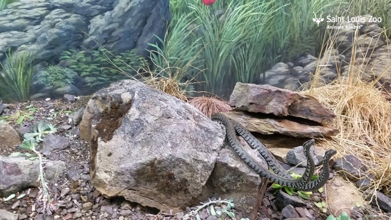 Armenian vipers at the Saint Louis Zoo