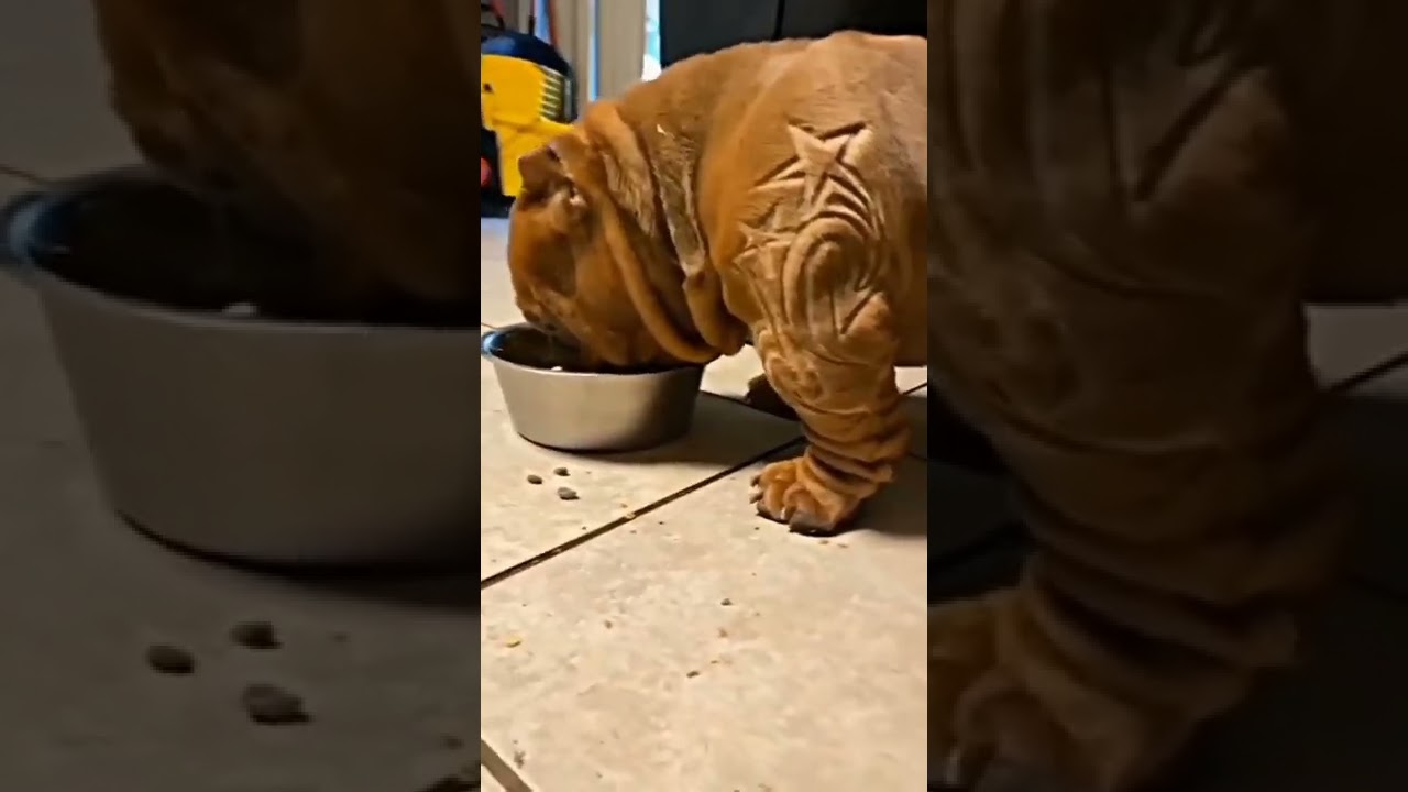 Do vets tattoo dogs video #viral #shorts #trending #cute #funny #tik