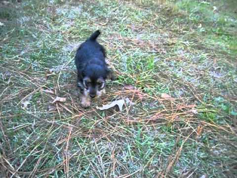 9 week old Dorkie puppy