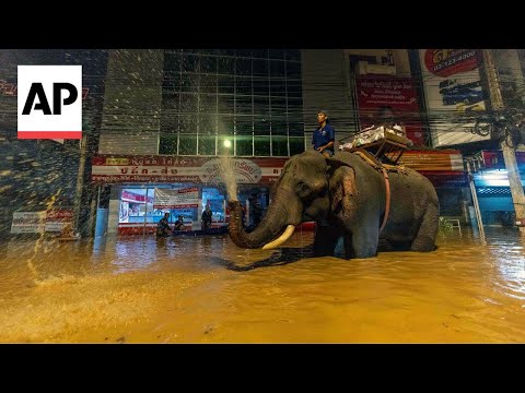 Watch the video | Elephants lend weight to flood relief effort in ...