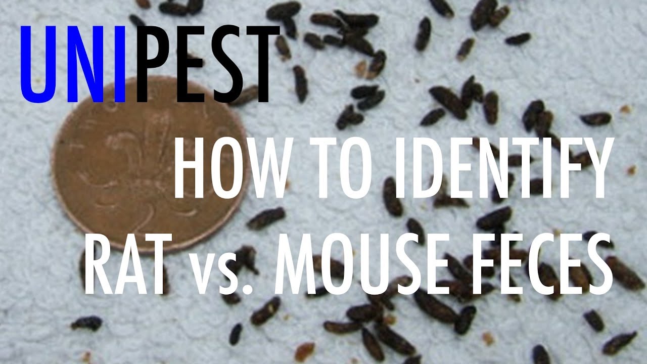 How to Identify Rat vs. Mouse Feces (Unipest DIY Pest Control in Santa Clarita Series)