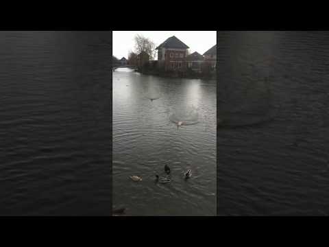 Indian runner duck flying