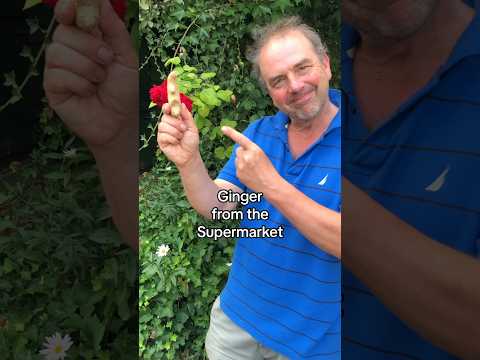 How to grow ginger bought from the supermarket 💙😍💙#growyourgroceries #growyourfood #gardening