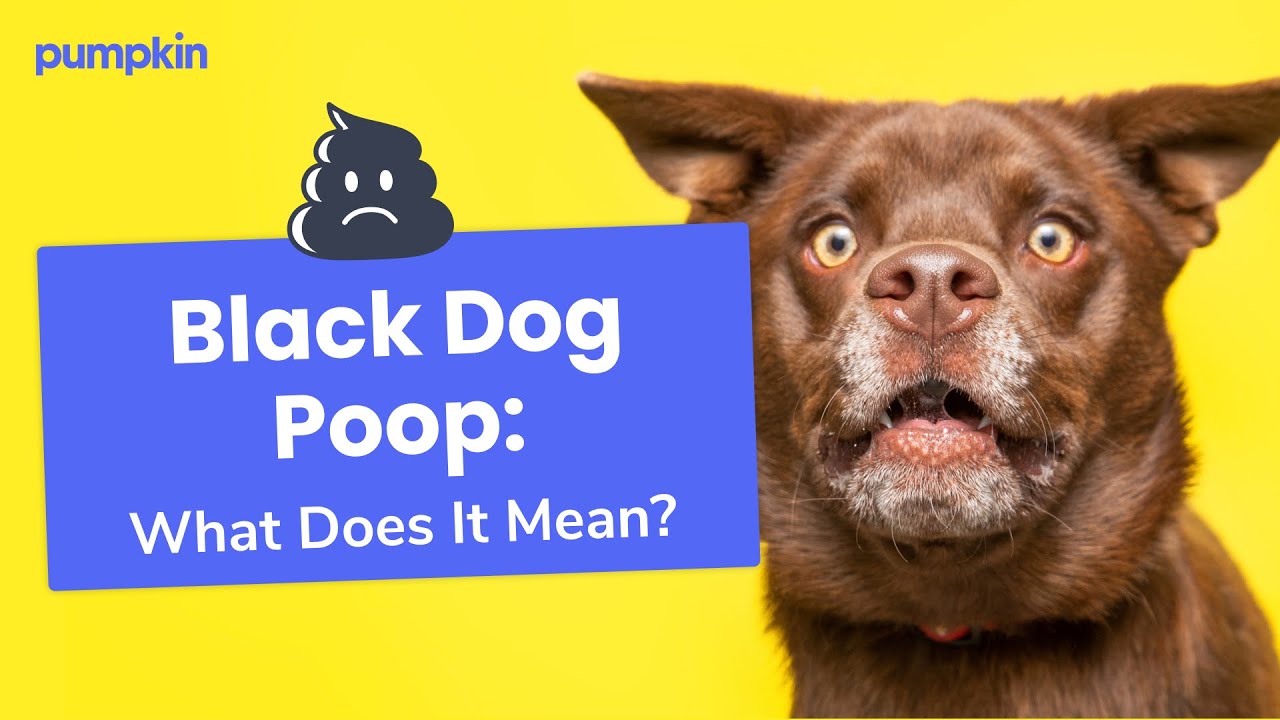 Black Dog Poop: What Does It Mean?