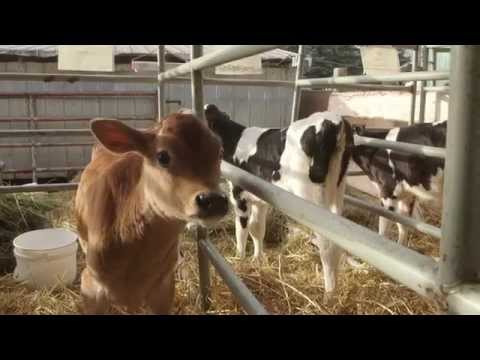 What Does Animal Welfare Mean to an Organic Farmer?