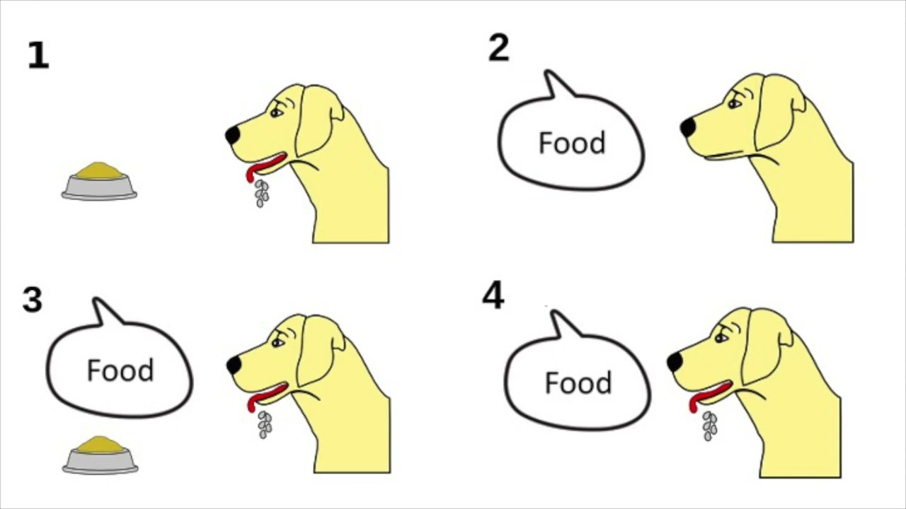 Why Dogs Don't Understand Pointing