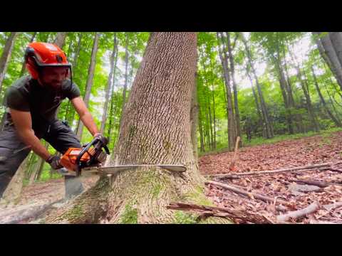 Cutting a LIVE ash tree and felling a forked cherry a way that I don’t like