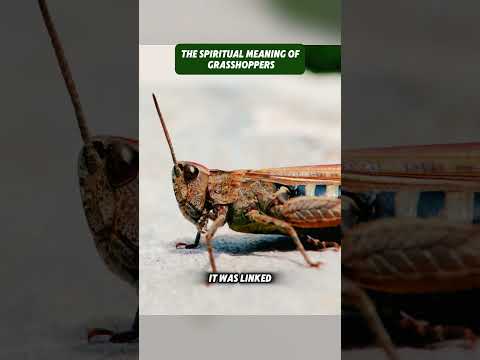 Spiritual Meaning of Grasshoppers #spiritanimal #grasshoppersmedicine #shorts #spiritualmeaning