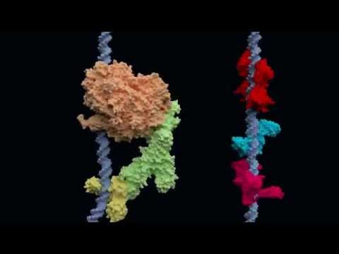 DNA Test 3