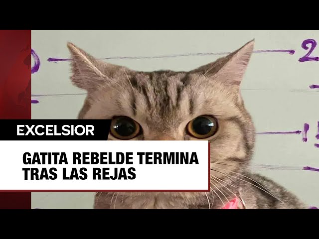 Sida felino: qué es, cómo se transmite, tratamiento y prevención