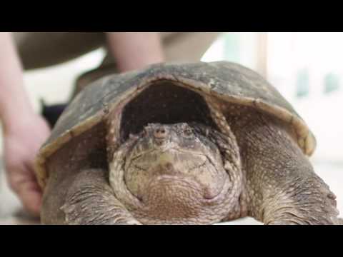 Watch for Turtles on the Road! – Huron Woods Community Association