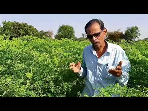 Moringa Manufacturers in India