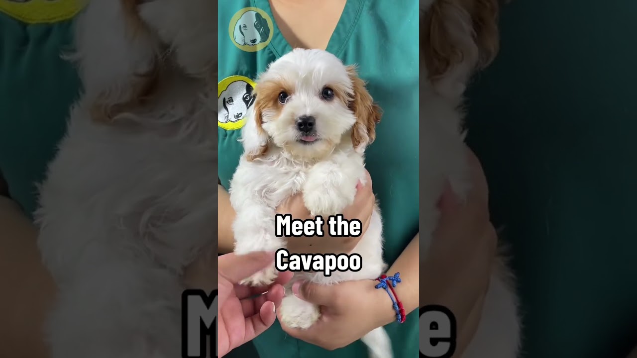 Meet the Cavapoo Puppy!