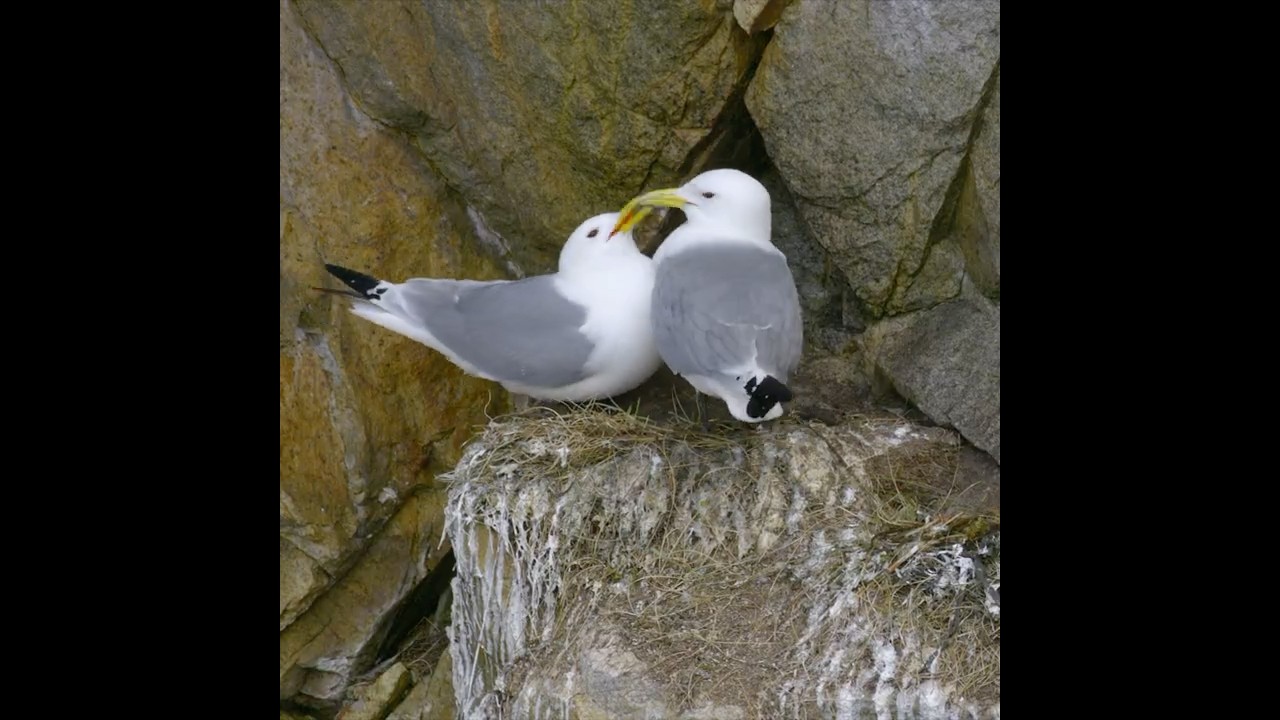 LE CRI DE LA MOUETTE TRIDACTYLE