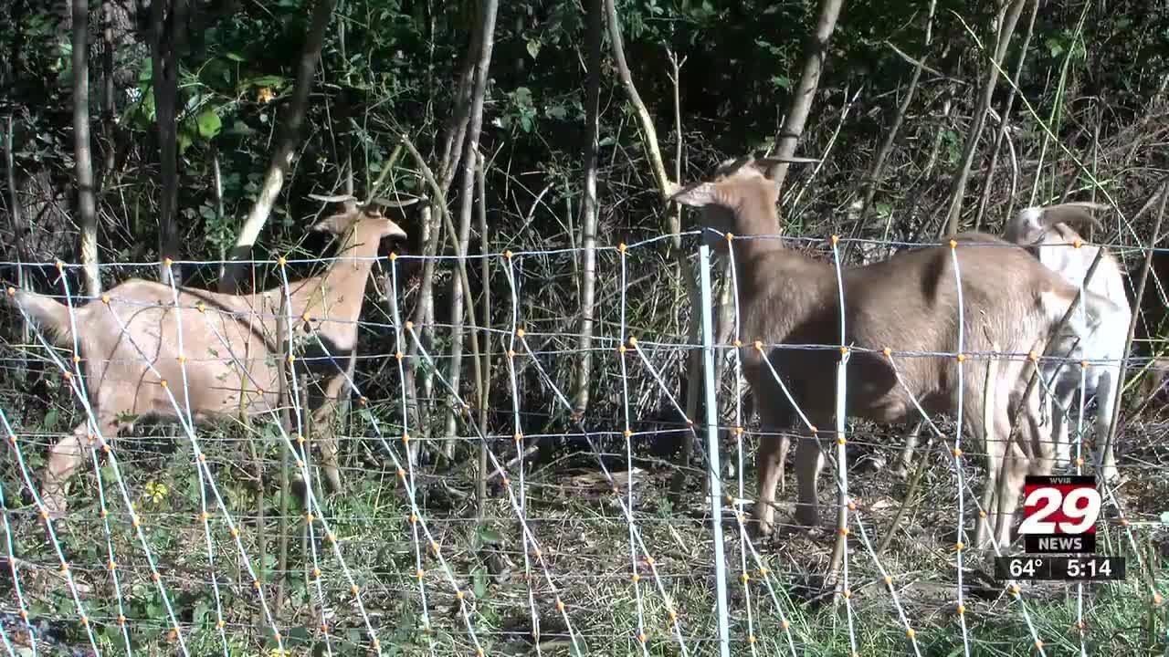 Goats join Red Hill Elementary’s outdoor curriculum for science and land clearing