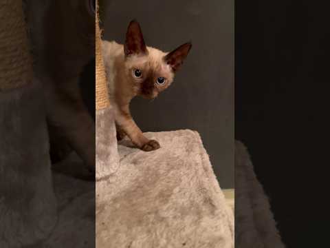 Devon Rex kittens playing #devonrex #cute #kitten #kittensplaying