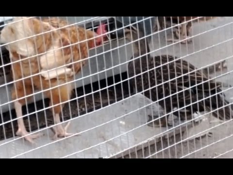 Wild Ducks Using Grandpas Chicken Feeder.mp4