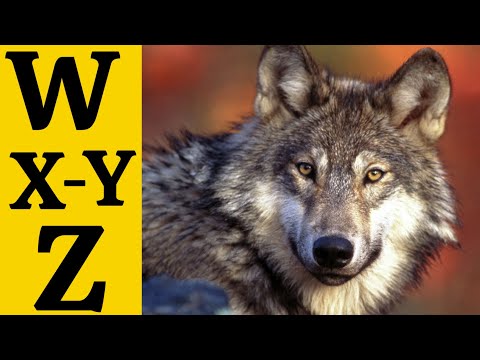 Animals Starting with W & X & Y & Z - Learn Animal Words That Start With Letters W, X, Y, Z w x y z