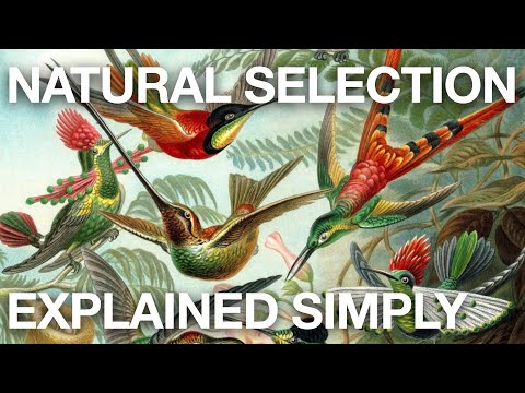 Natural Selection - Explained Simply