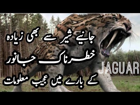 Jaguar Full Documentary In Urdu