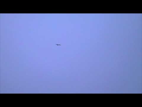 Sparrowhawk in level flight