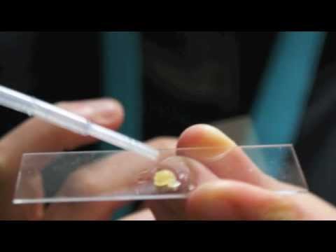 Extraction of Kiwi DNA Using Ethanol Precipitation